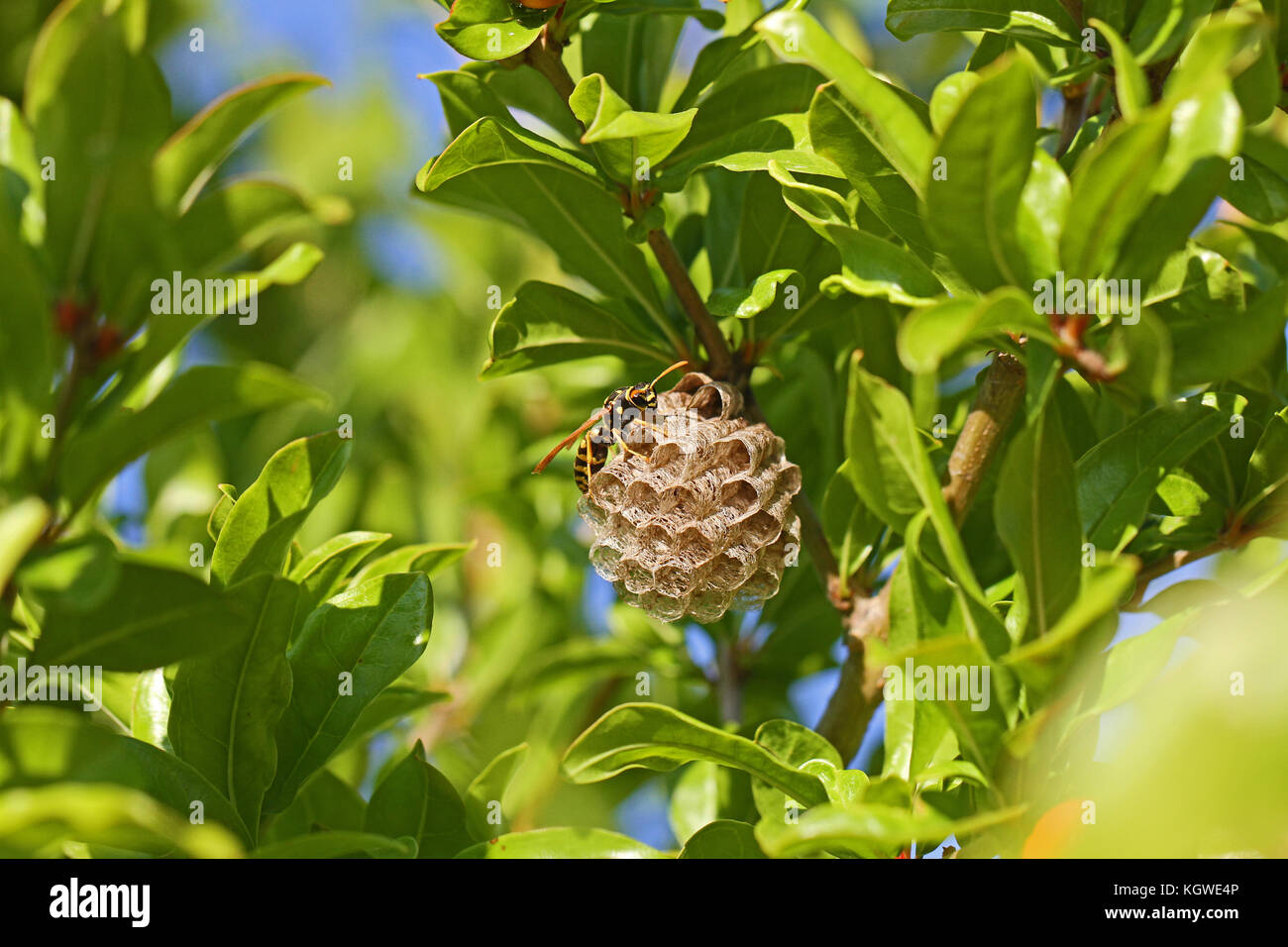 Tree wasp or paper wasp on its nest and building it very close up Latin ...