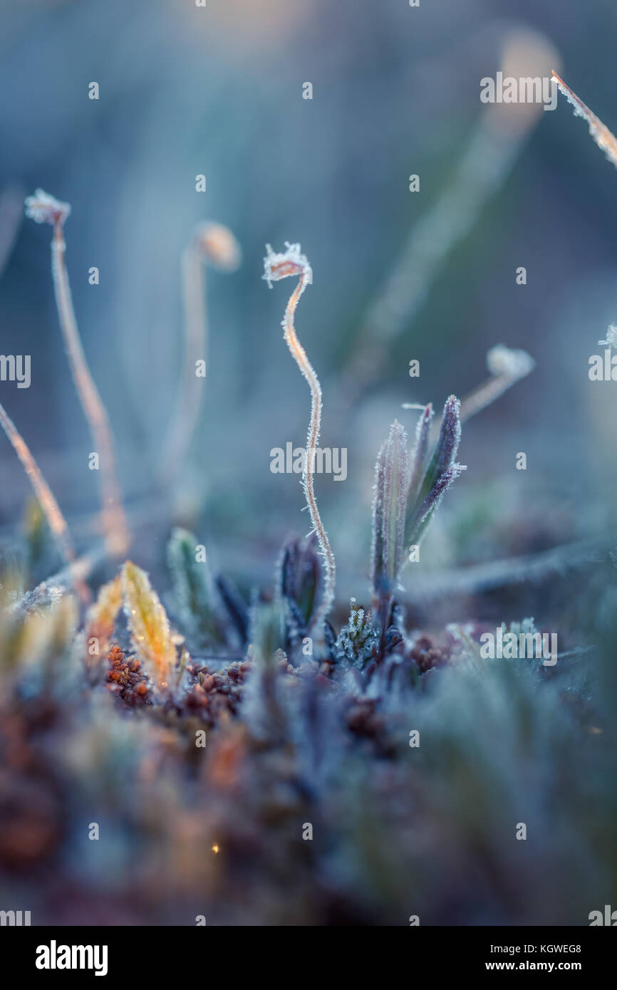 Closeup ice crystals shallow hi-res stock photography and images - Alamy