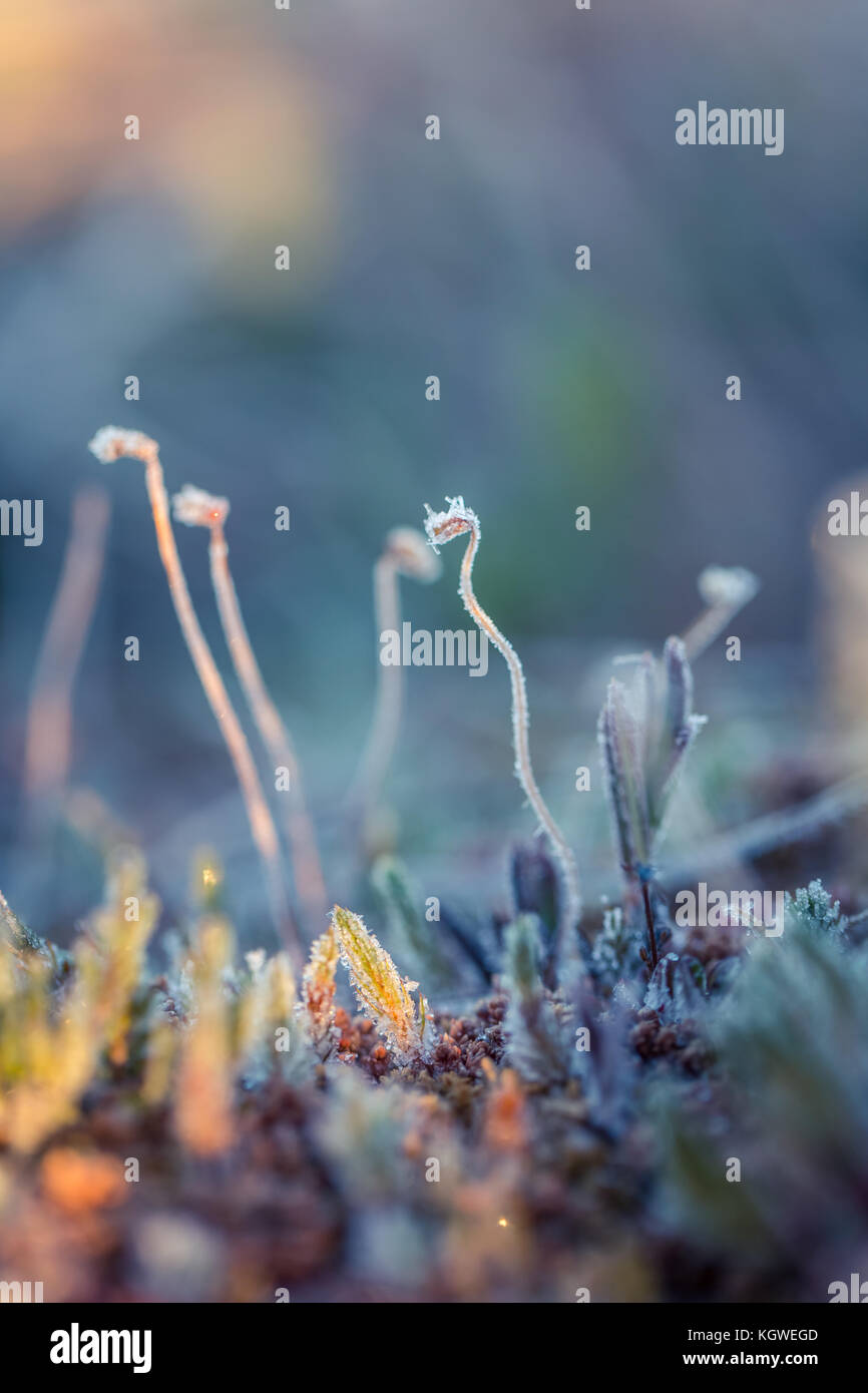 A beautiful closeup of a frosty moss in morning wetlands. Swamp flora ...