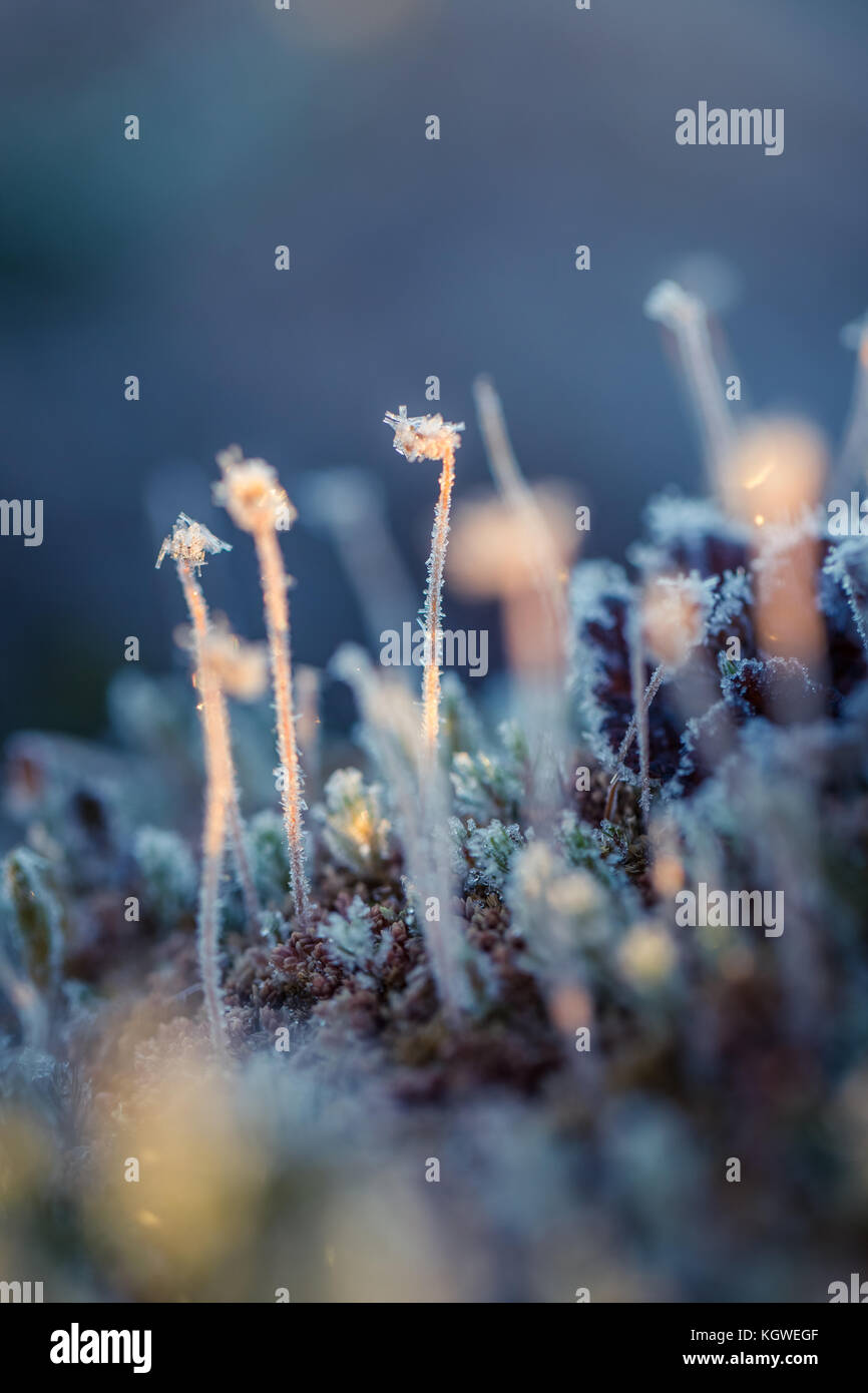 Closeup ice crystals shallow hi-res stock photography and images - Alamy