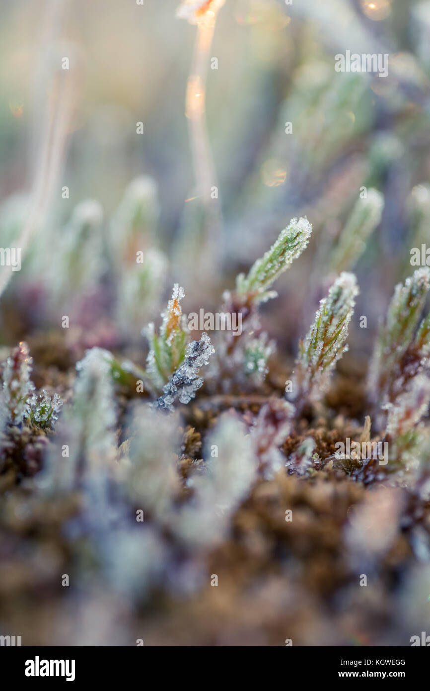 A beautiful closeup of a frosty moss in morning wetlands. Swamp flora ...