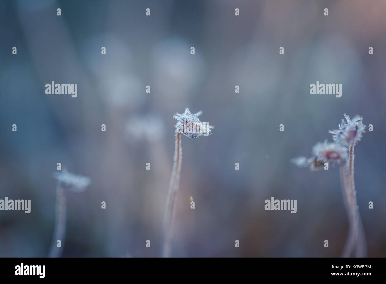 A beautiful closeup of a frosty moss in morning wetlands. Swamp flora ...