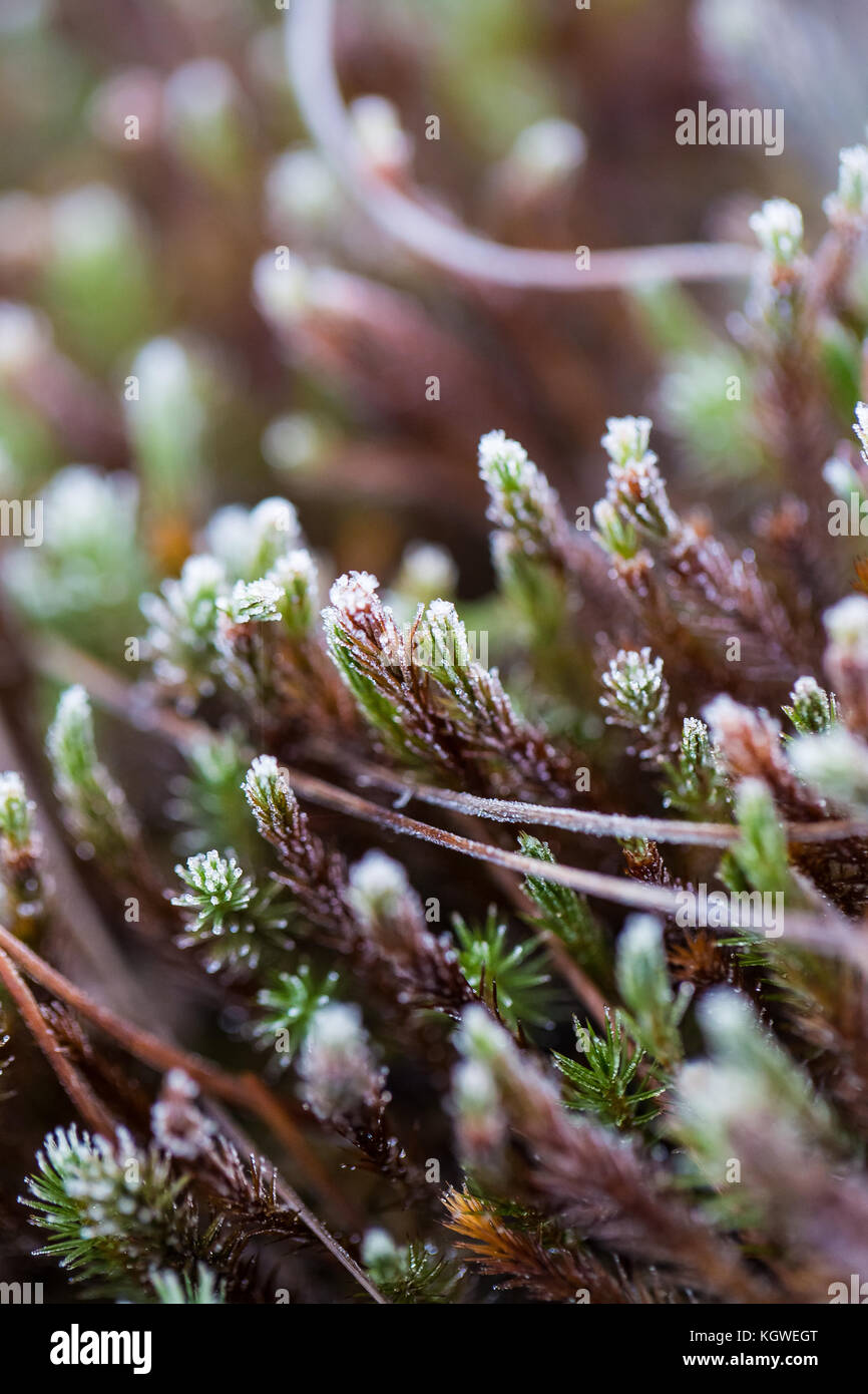 A beautiful closeup of a frosty moss in morning wetlands. Swamp flora ...