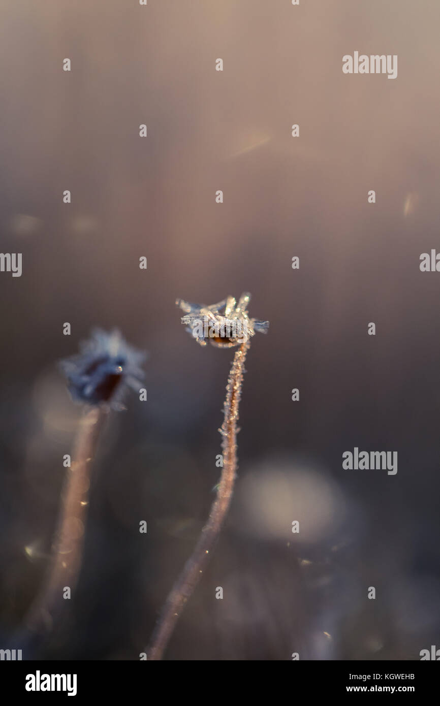 A beautiful closeup of a frosty moss in morning wetlands. Swamp flora ...