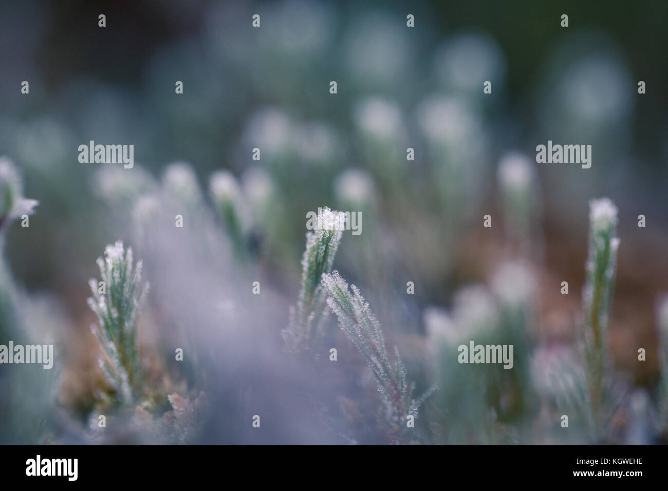 Closeup ice crystals shallow hi-res stock photography and images - Alamy