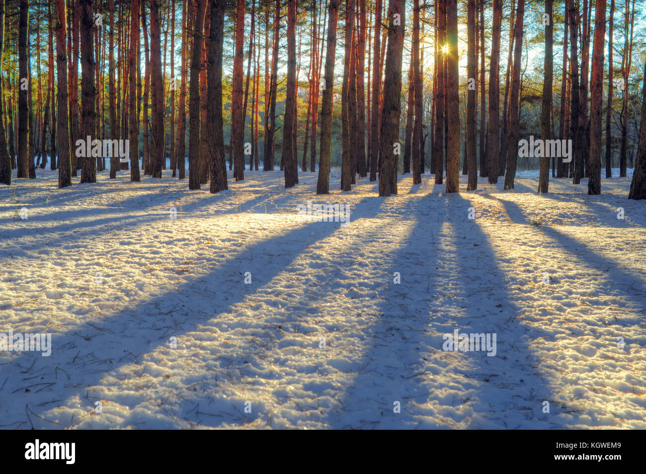 Winter landscape with pine trees. Reflection from the trees creates a ...