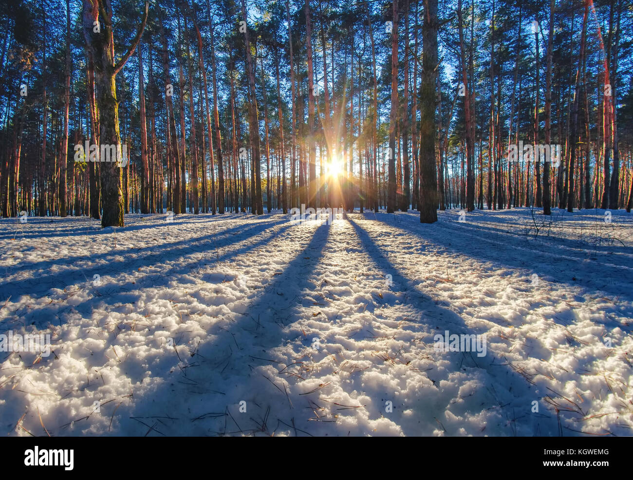 Winter snow landscape with pine forest and bright sun. Reflection from ...