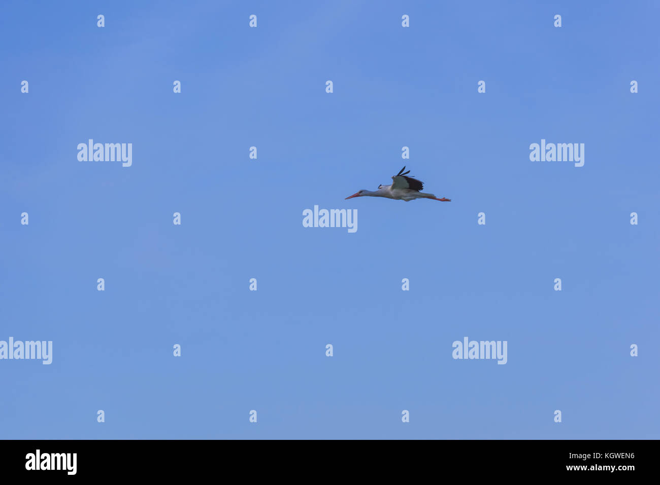 Single white stork is flying straight and high in the clean blue sky ...