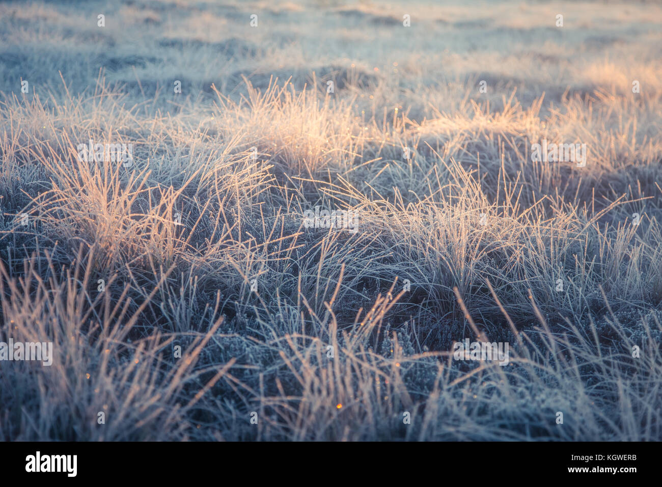 A beautiful frozen wetland grass in the morning light. Field of frozen ...