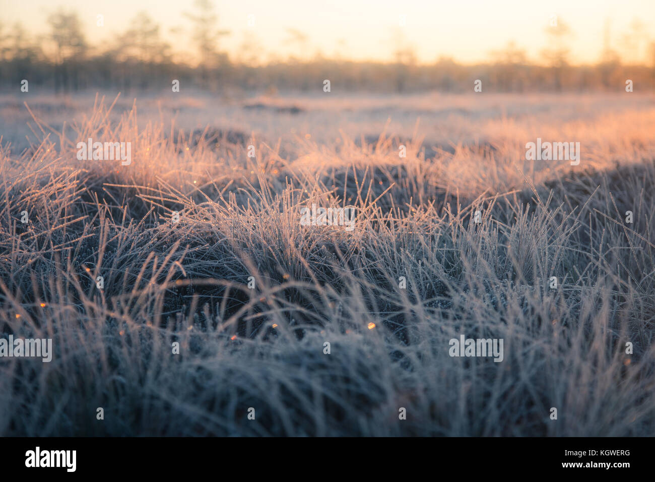 Grass in swamp hi-res stock photography and images - Alamy