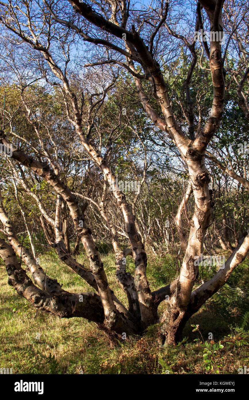 Netherlands, Zeeland, snaggy birch tree at the nature reserve de ...