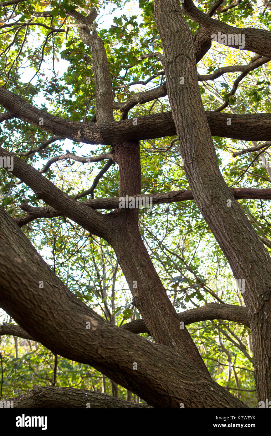 Netherlands, Zeeland, oak tree at the nature reserve de Manteling near ...