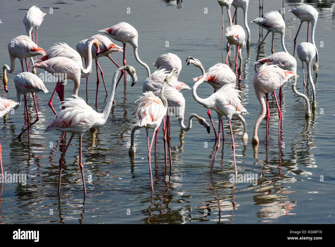 Dubai flamingo hi-res stock photography and images - Alamy