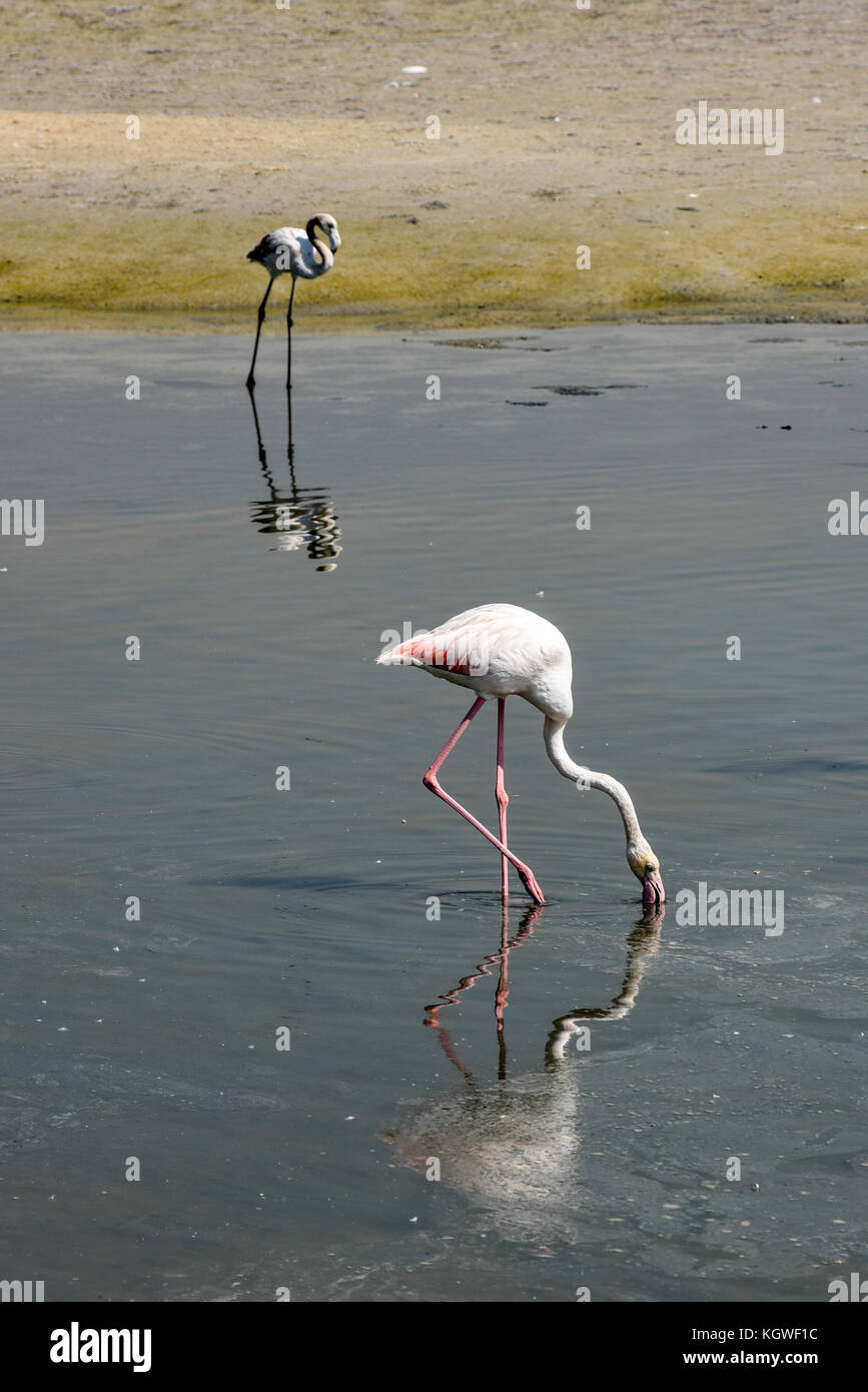 Dubai flamingo hi-res stock photography and images - Alamy