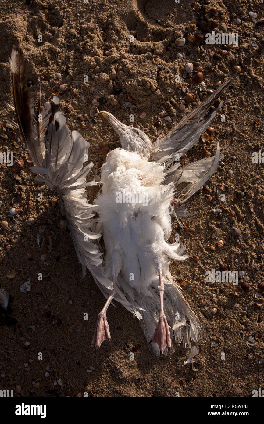 Netherlands, Zeeland, dead sea gull at the beach in Oostkapelle on the ...