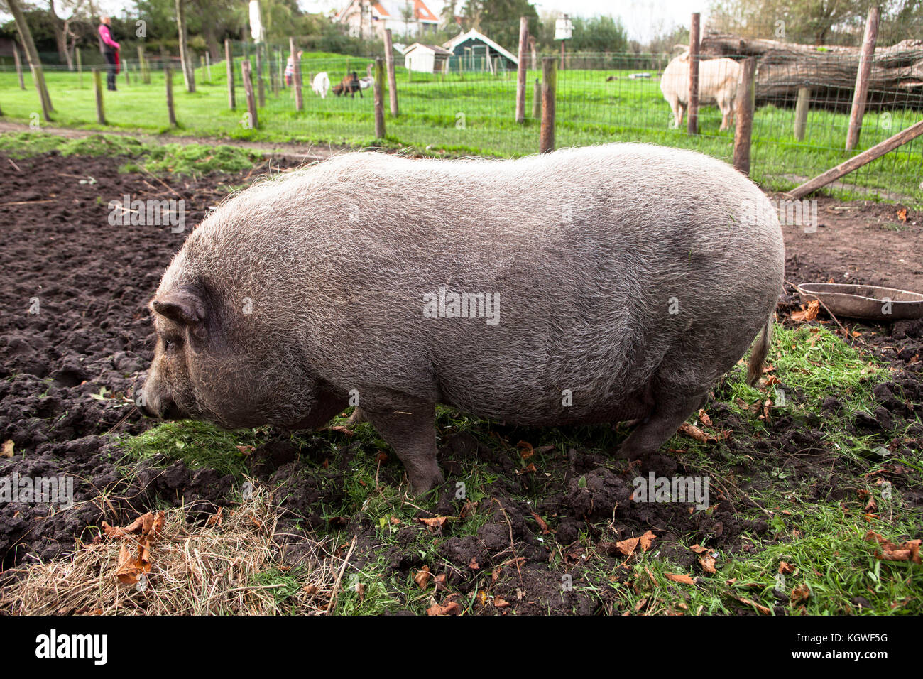 Netherlands, Zeeland, pot-bellied pig on a farm. Niederlande, Zeeland ...