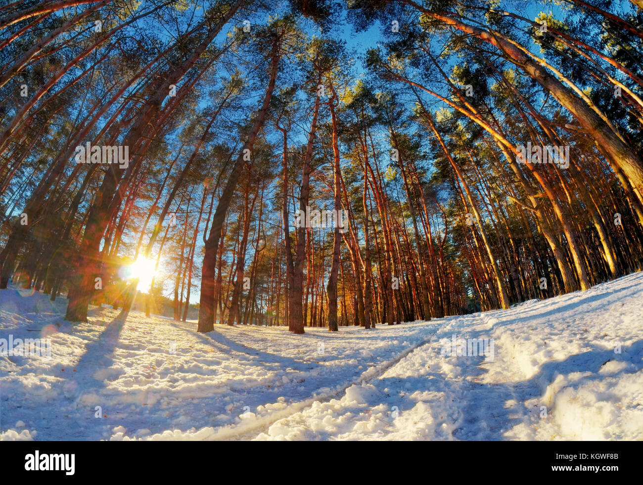 Winter landscape with high pine trees with bright sun and snow. Fish ...