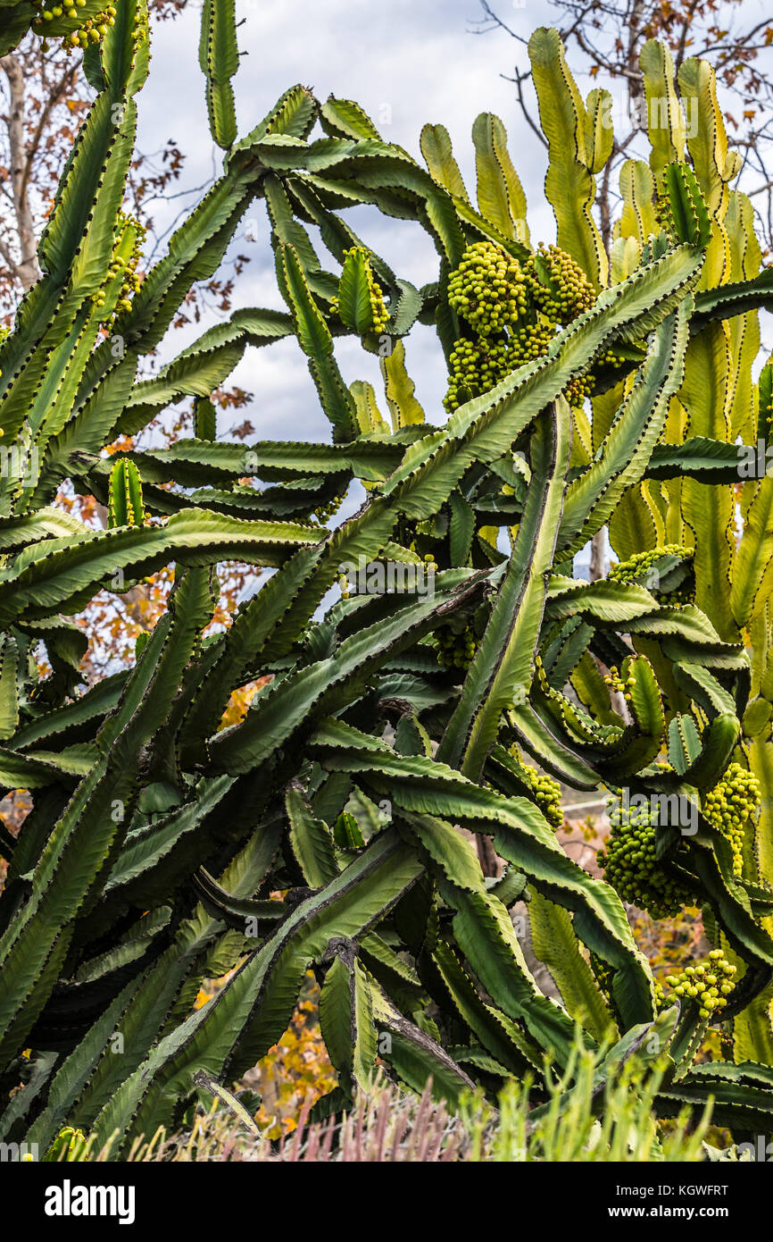 Plants San Diego Zoo at Sandra Mcgregor blog