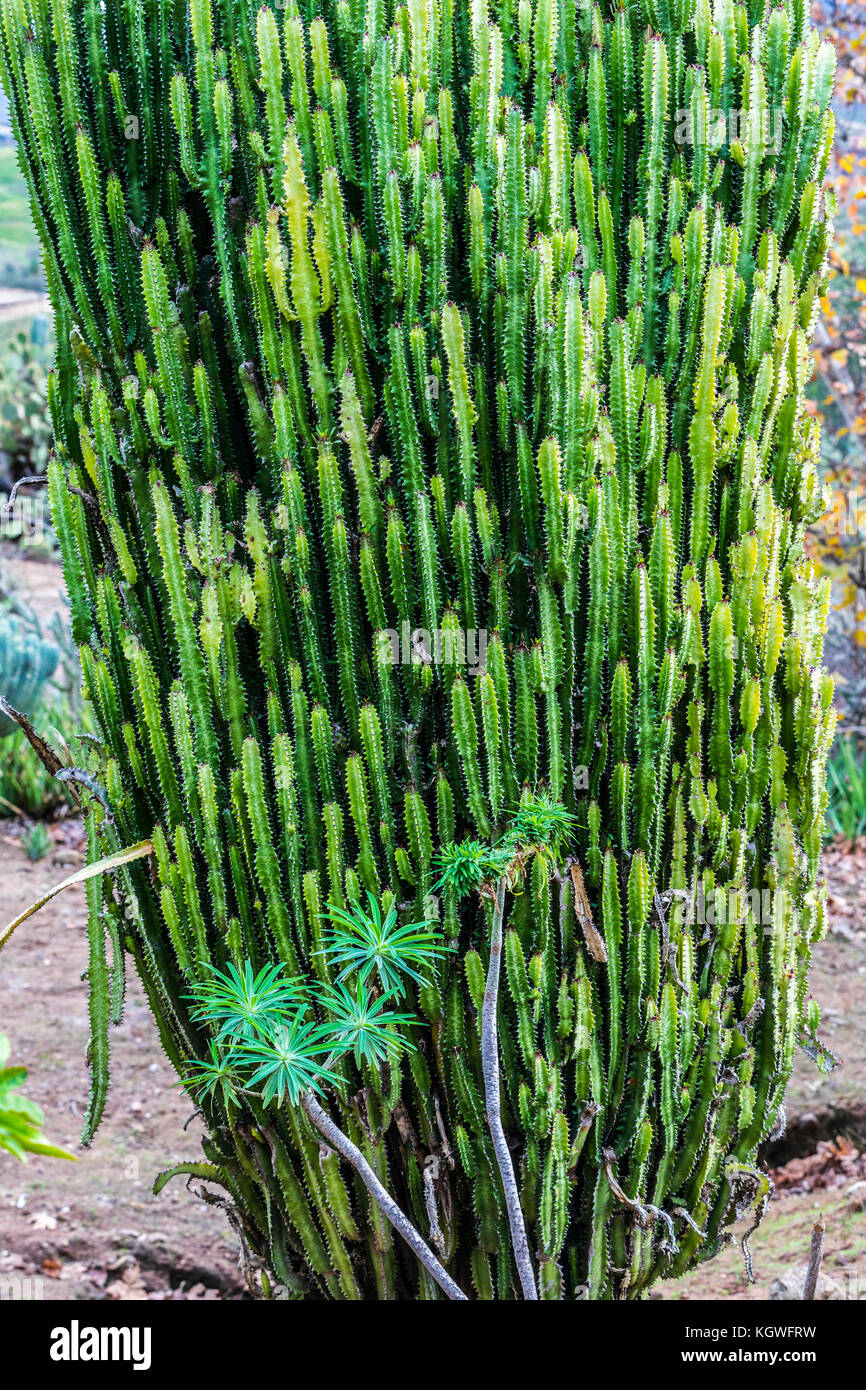 Plants San Diego Zoo at Sandra Mcgregor blog