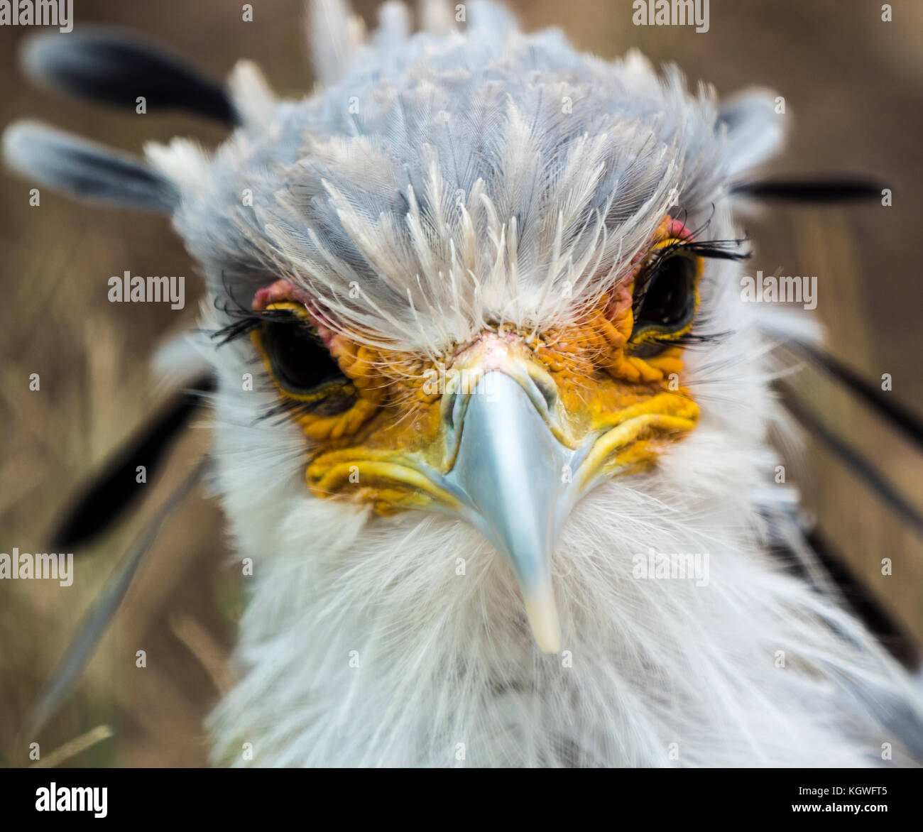 Secetary hi-res stock photography and images - Alamy