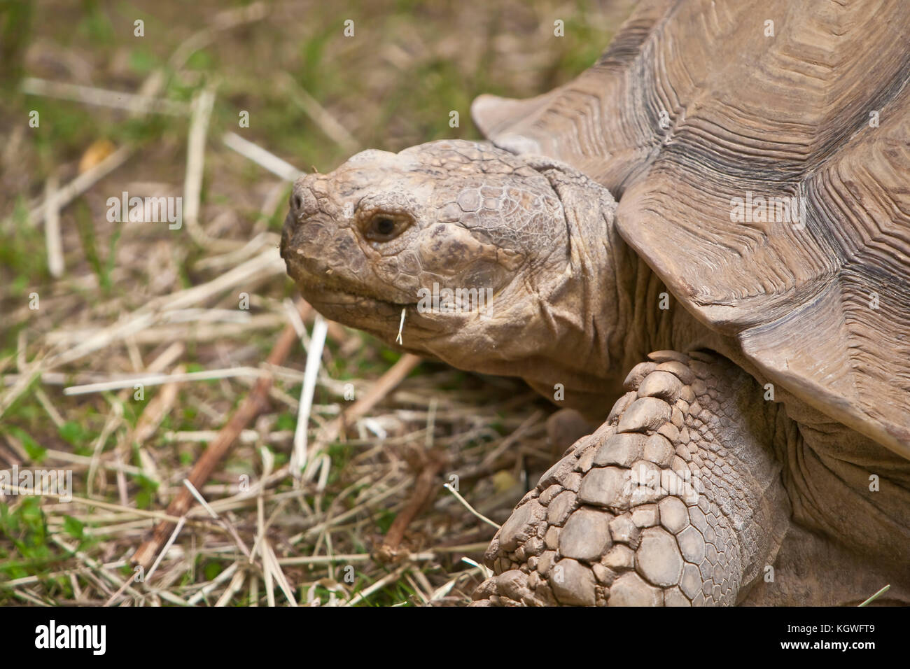 Spur thigh hi-res stock photography and images - Alamy