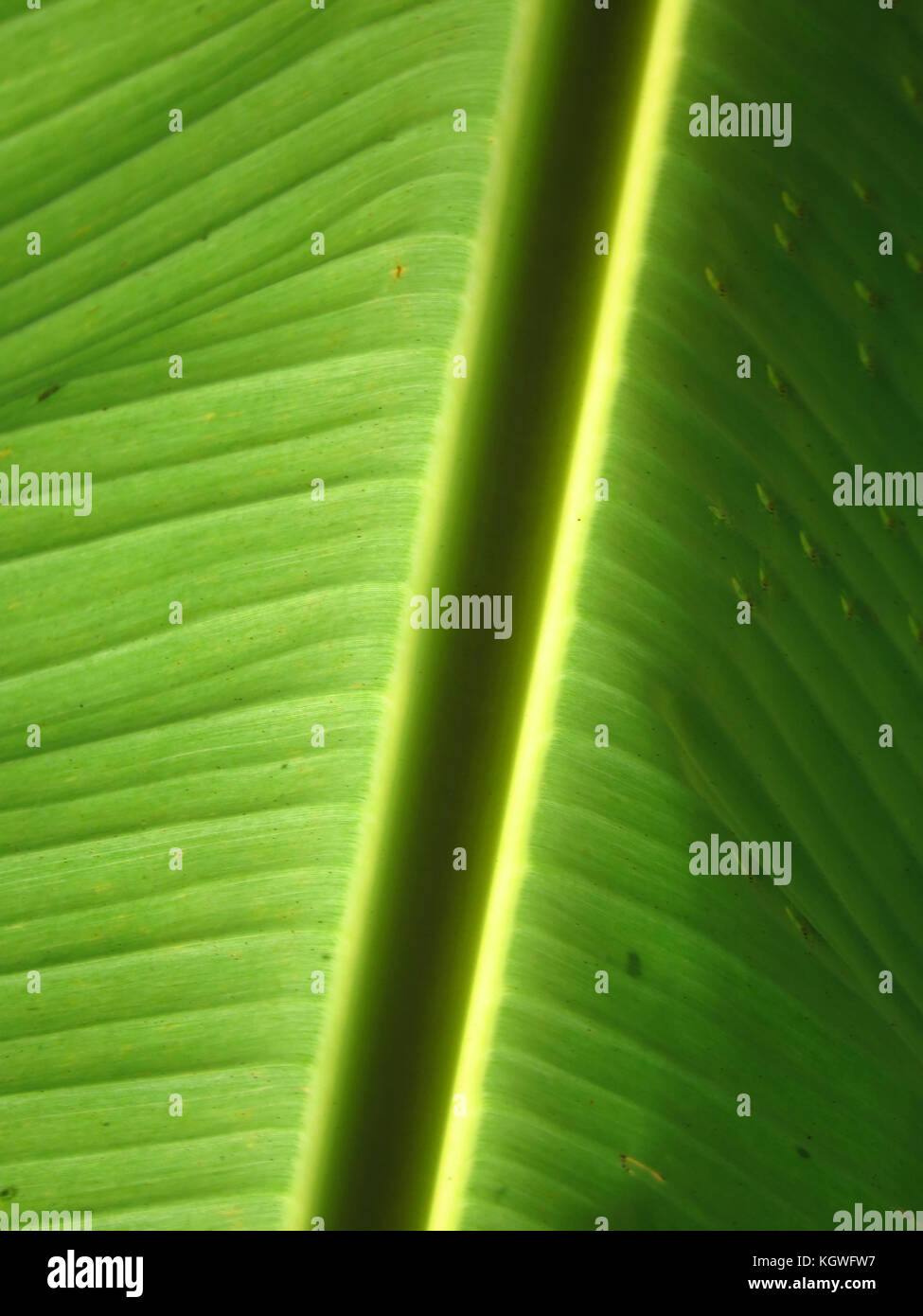 A beautiful background of a banana leaf lit in the sunlight Stock Photo ...