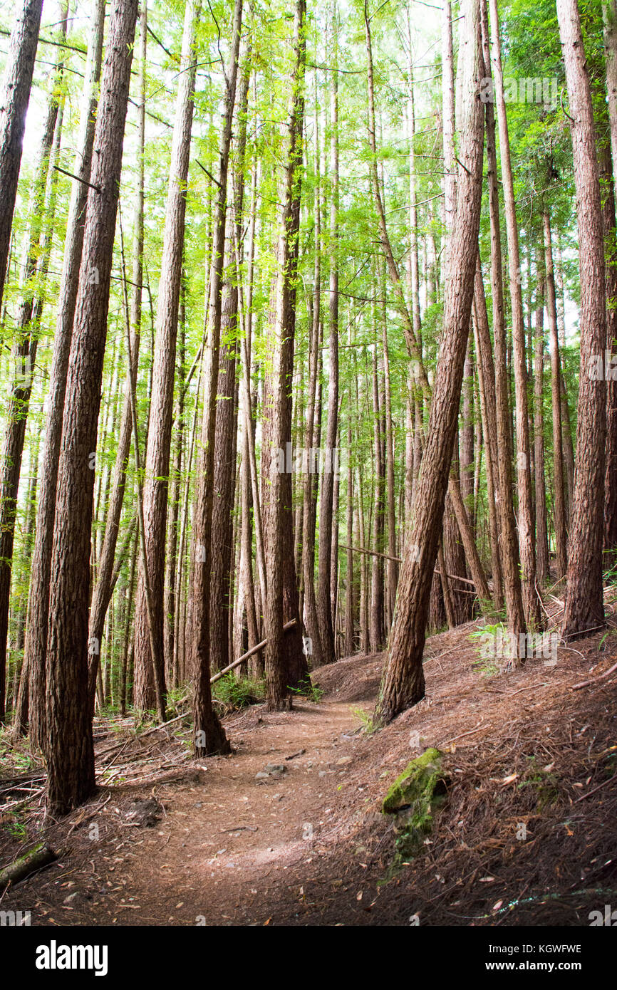 Mount Tamalpais State Park Stock Photos & Mount Tamalpais State Park ...