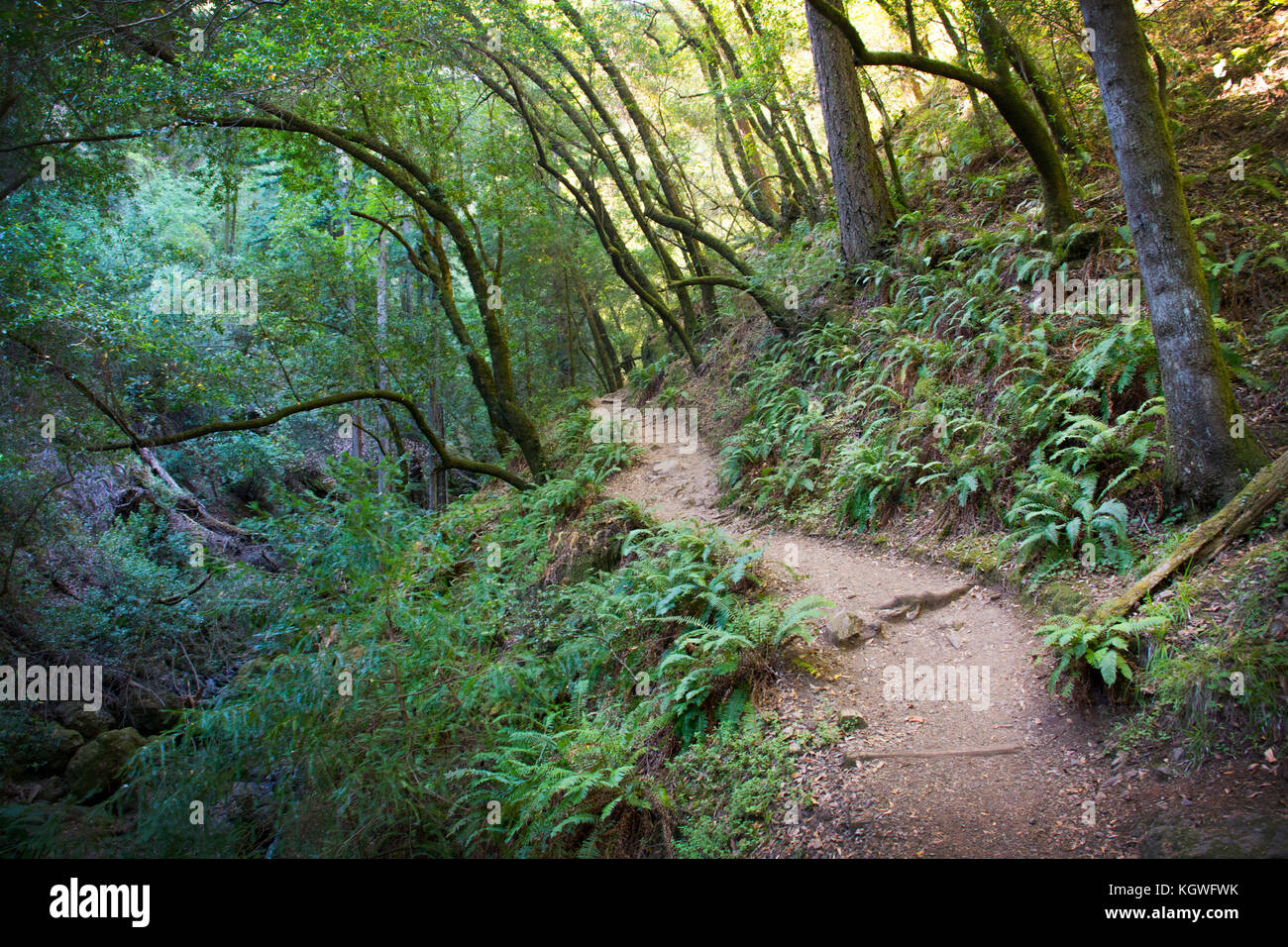 Cataract Trail, Mount Tamalpais State Park, California, USA Stock Photo ...