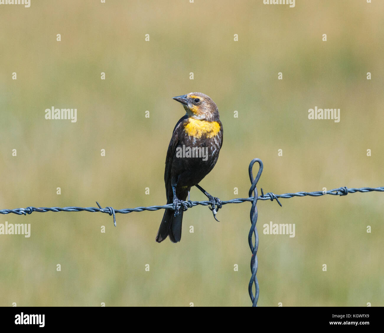 Yellow-headed Blackbird resting on a barbed wire fence Stock Photo - Alamy