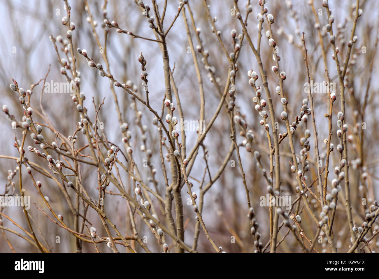 Abstract natural spring background with branches of willow closeup and ...