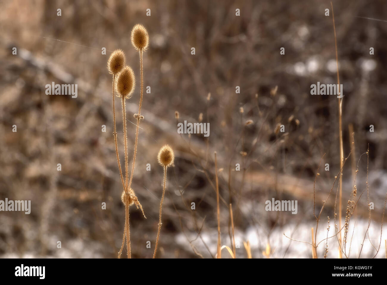 Beautiful natural background in brown tones of dry grass and thorns in ...