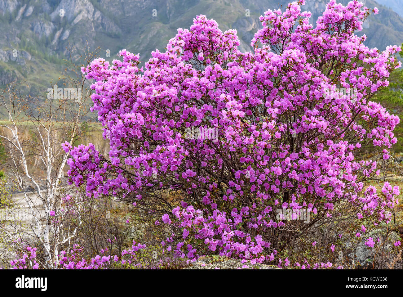 Very beautiful bright bush rhododendron Ledebour with magenta flowers ...
