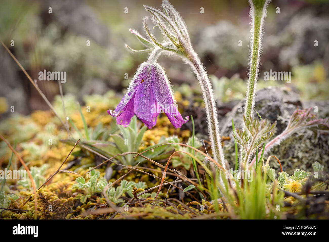 First of the spring wildflowers hi-res stock photography and images - Alamy