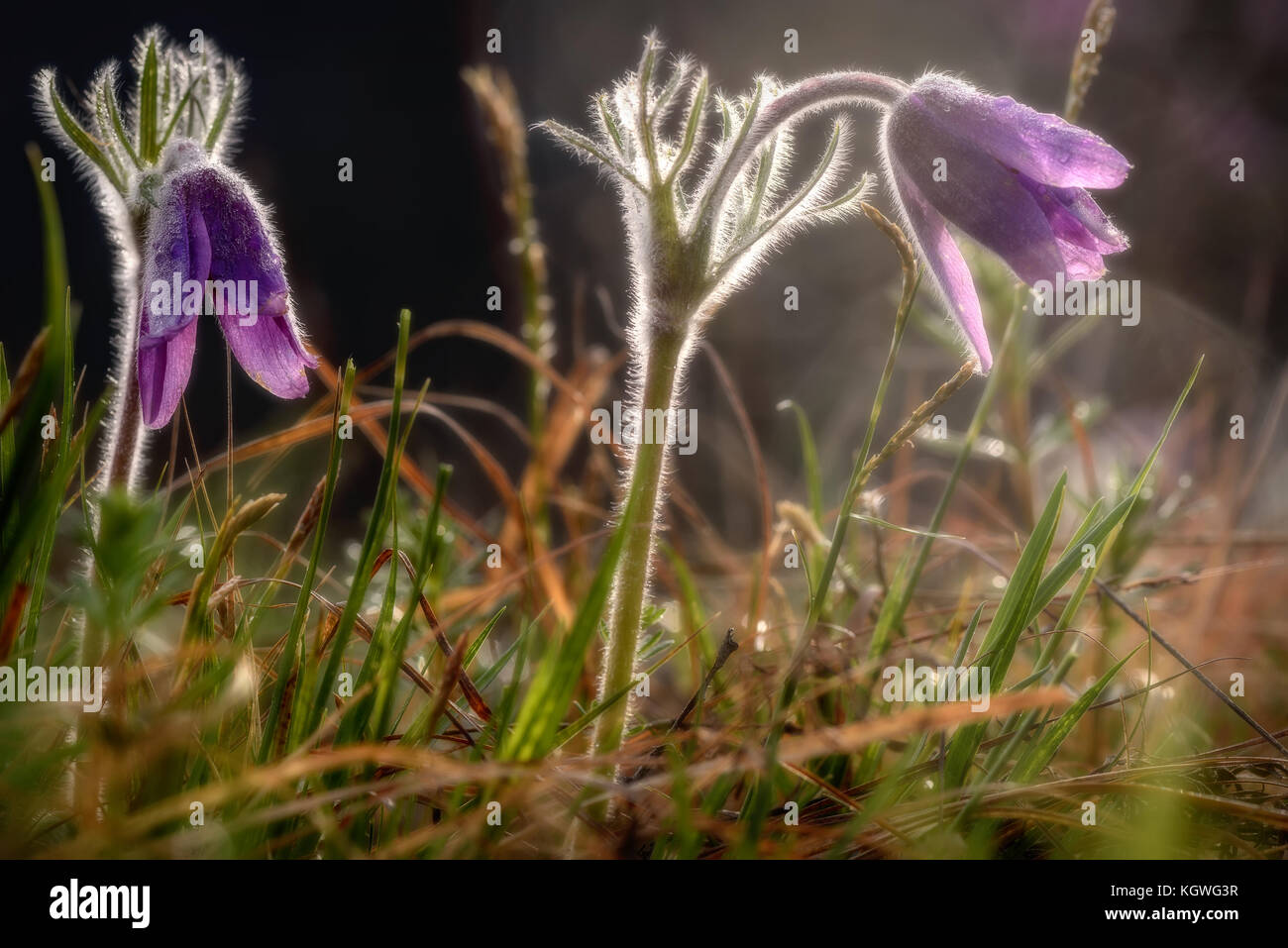 First of the spring wildflowers hi-res stock photography and images - Alamy
