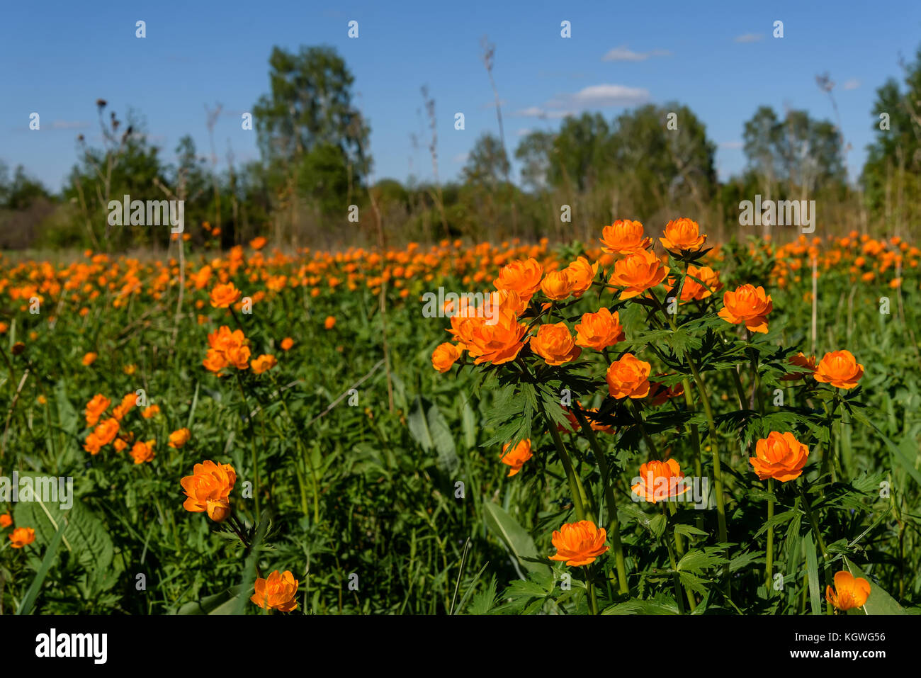 Beautiful bright landscape of a variety of flowers of Trollius ...