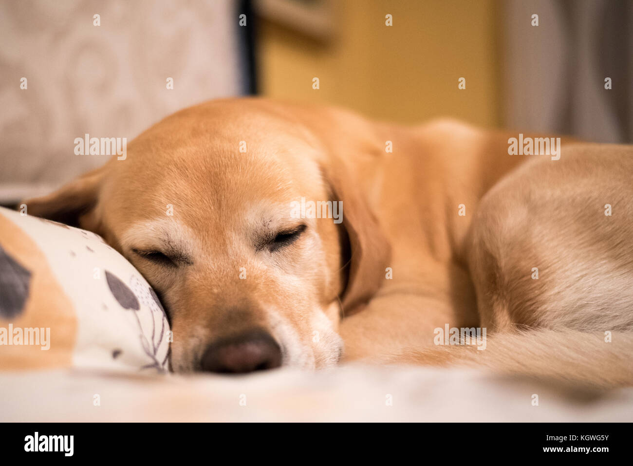 Sleeping labrador retriver on the bed Stock Photo - Alamy