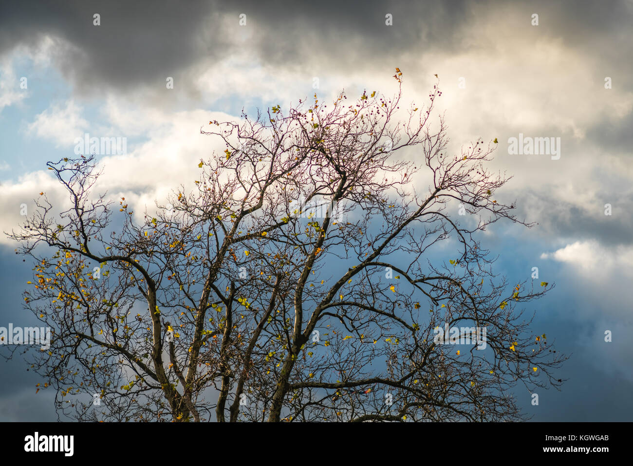 Leafless tree with the cloudy background photographed in late autumn ...