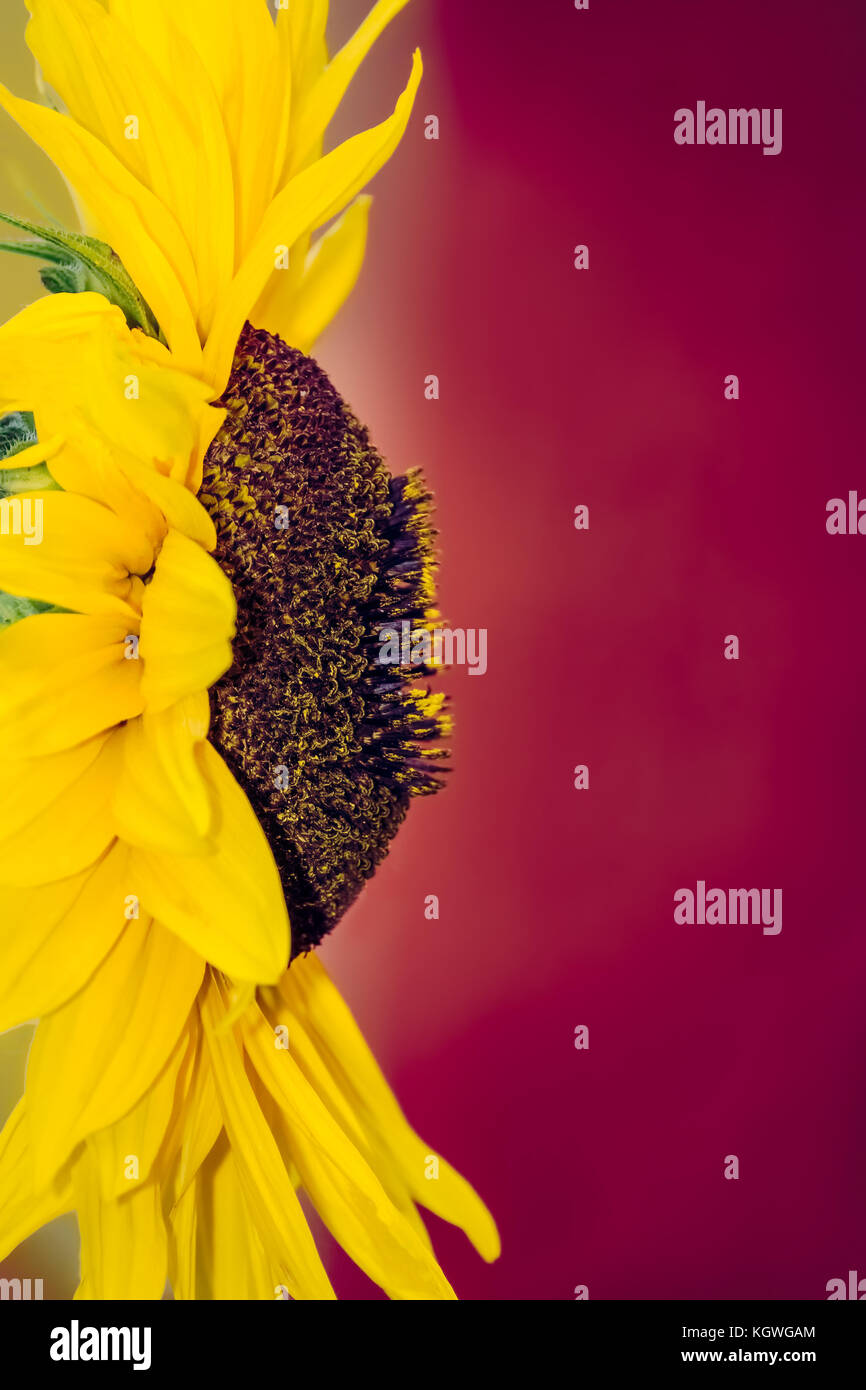 Close up of a large beautiful yellow sunflower head Stock Photo - Alamy