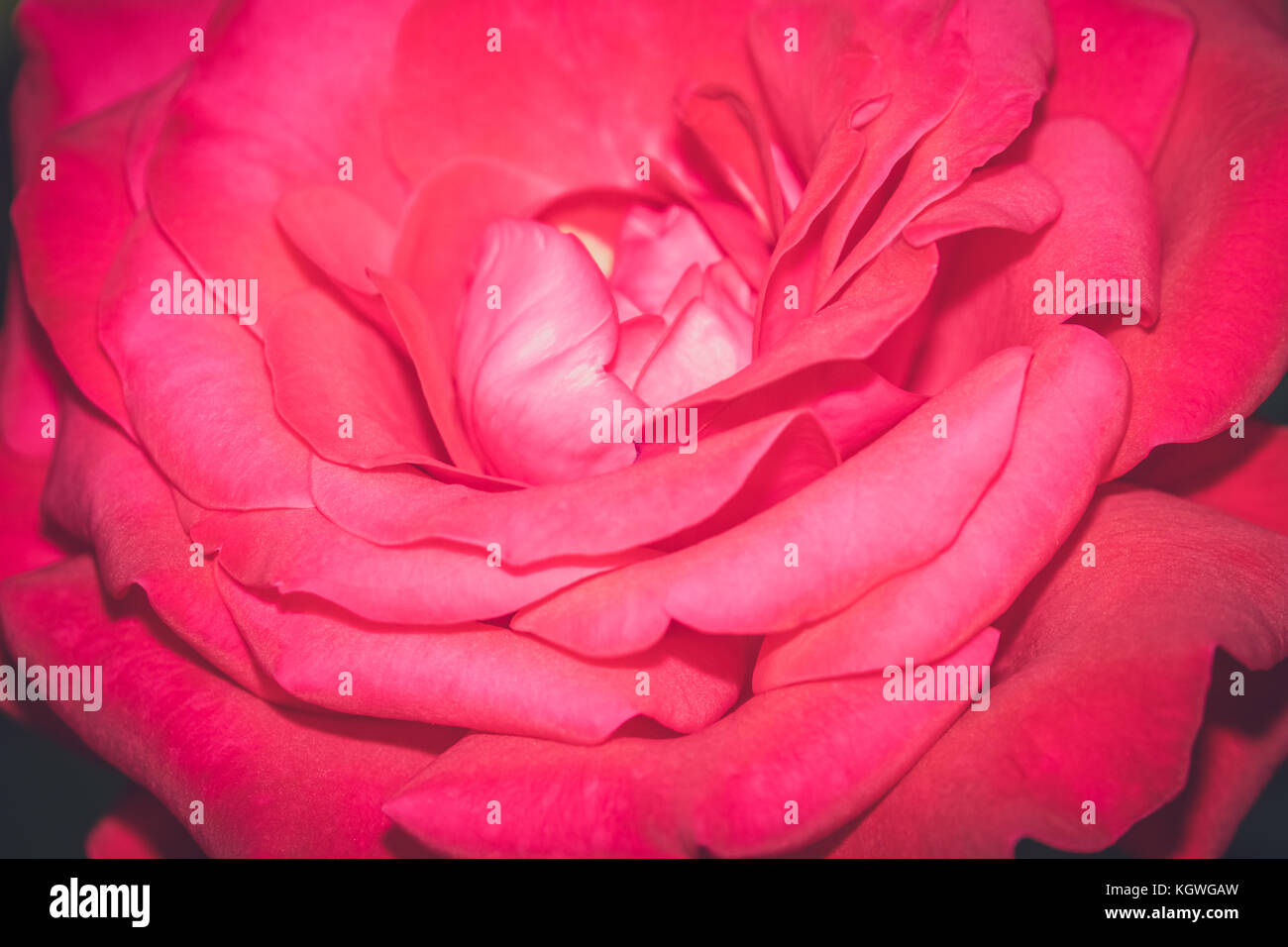 Close up of a small pink rose in the garden in spring Stock Photo - Alamy