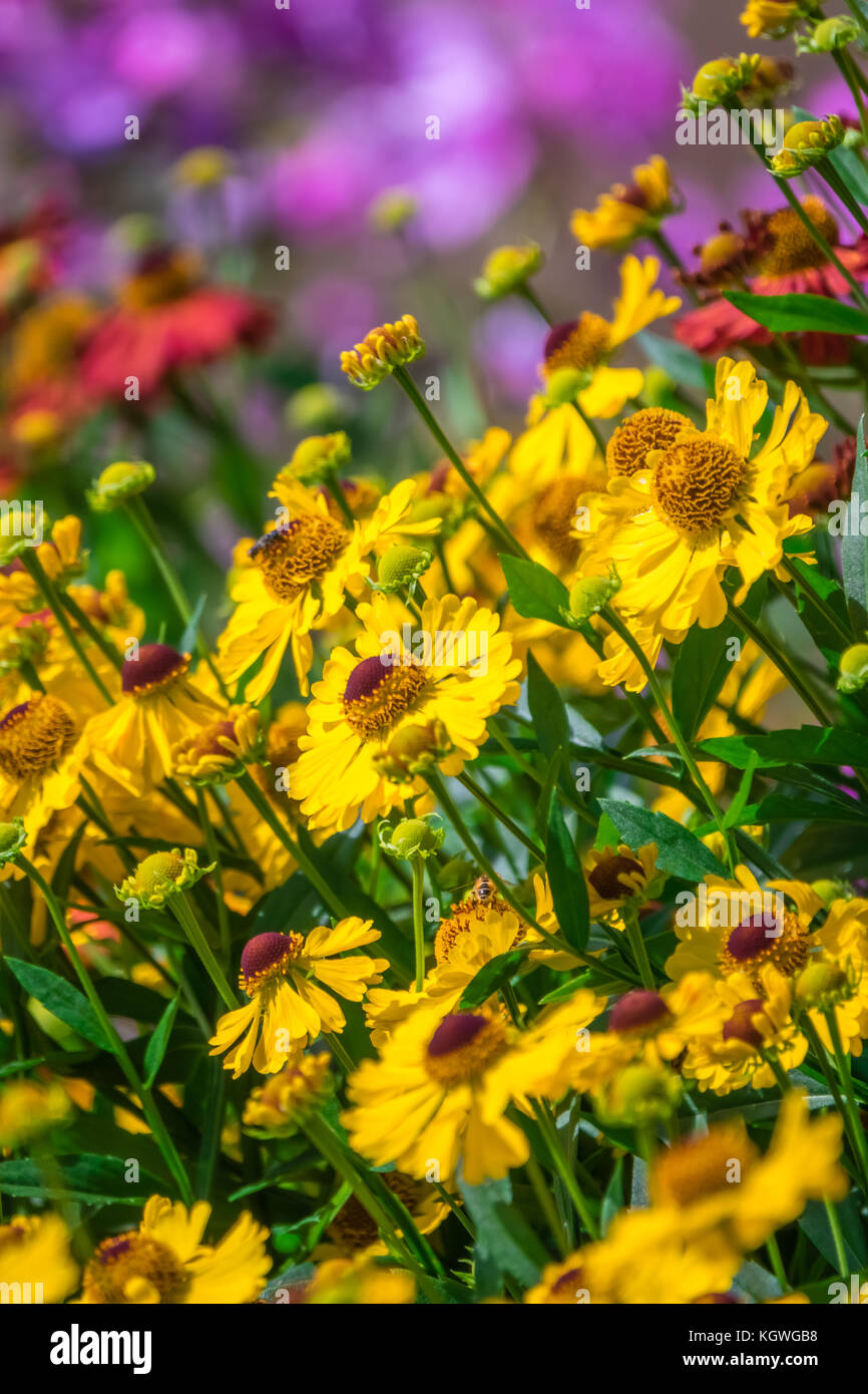 Red, yellow and pink flowers on a colorful meadow in summer Stock Photo ...