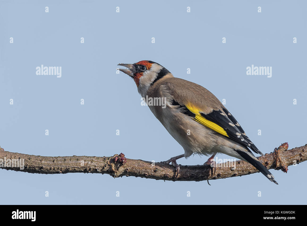 Pretty colourful birds hi-res stock photography and images - Alamy