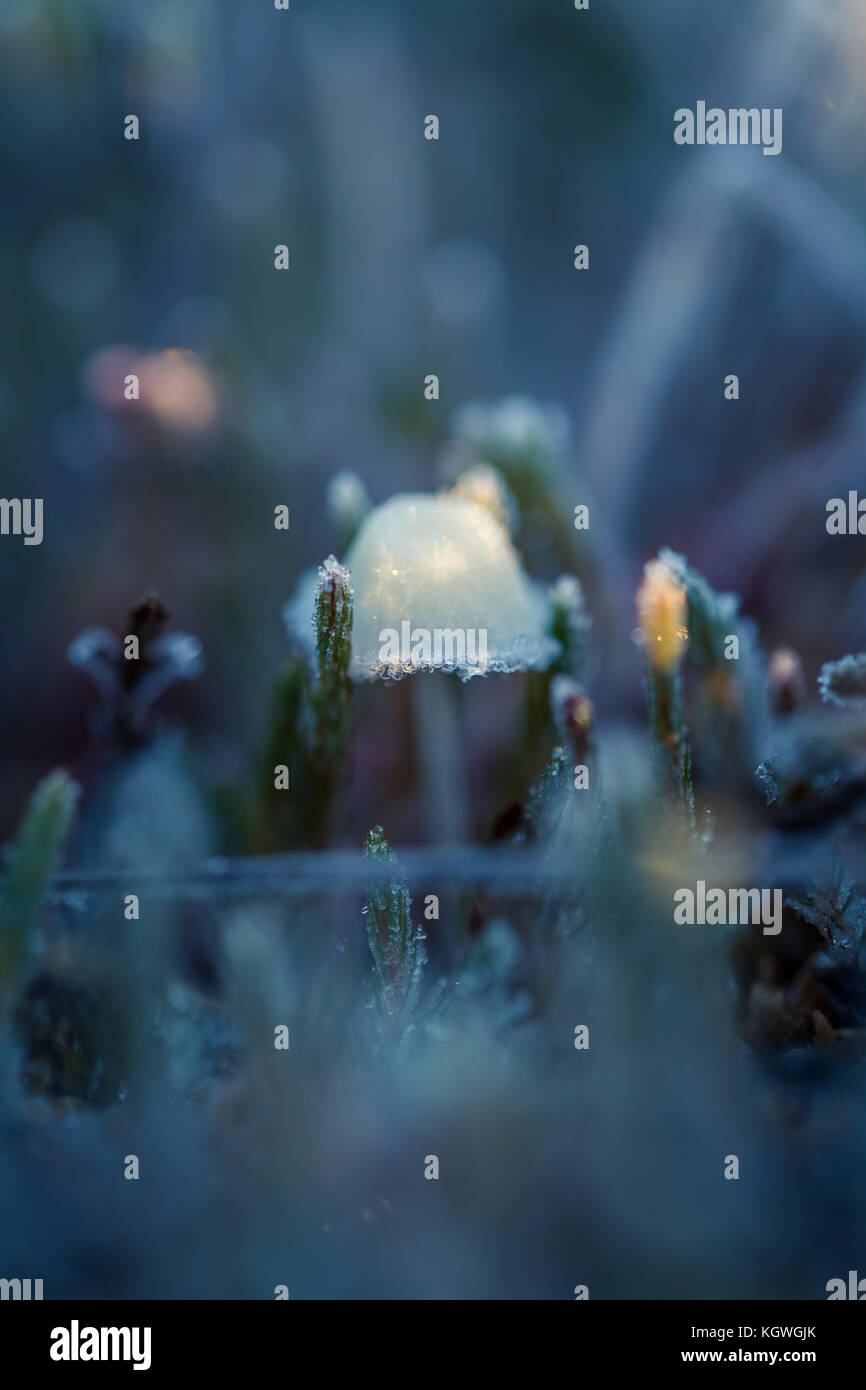 Small frozen mushroom with ice crystals in a swamp in morning lights ...
