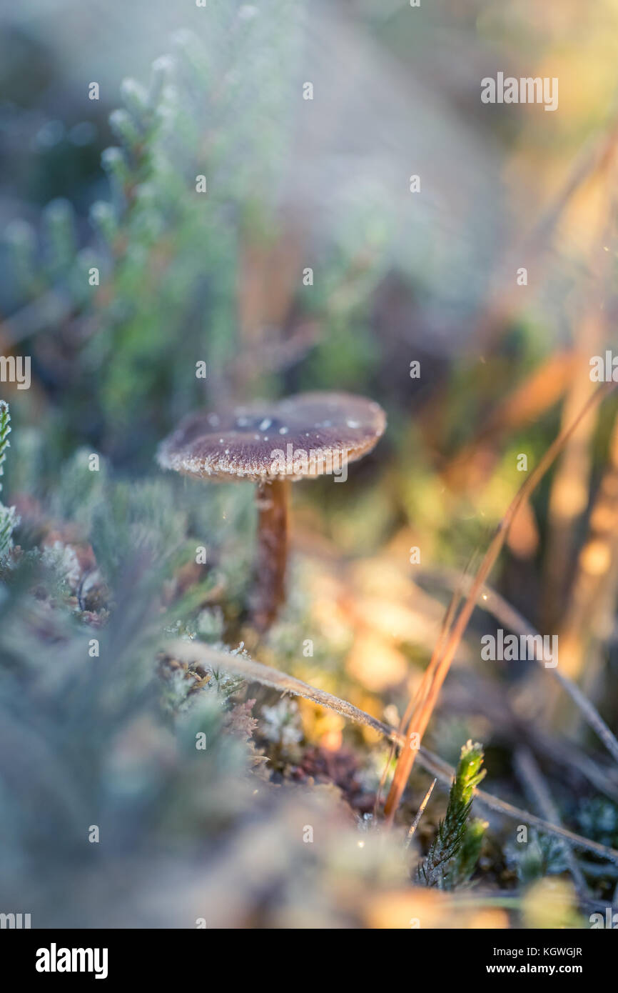 Small frozen mushroom with ice crystals in a swamp in morning lights ...