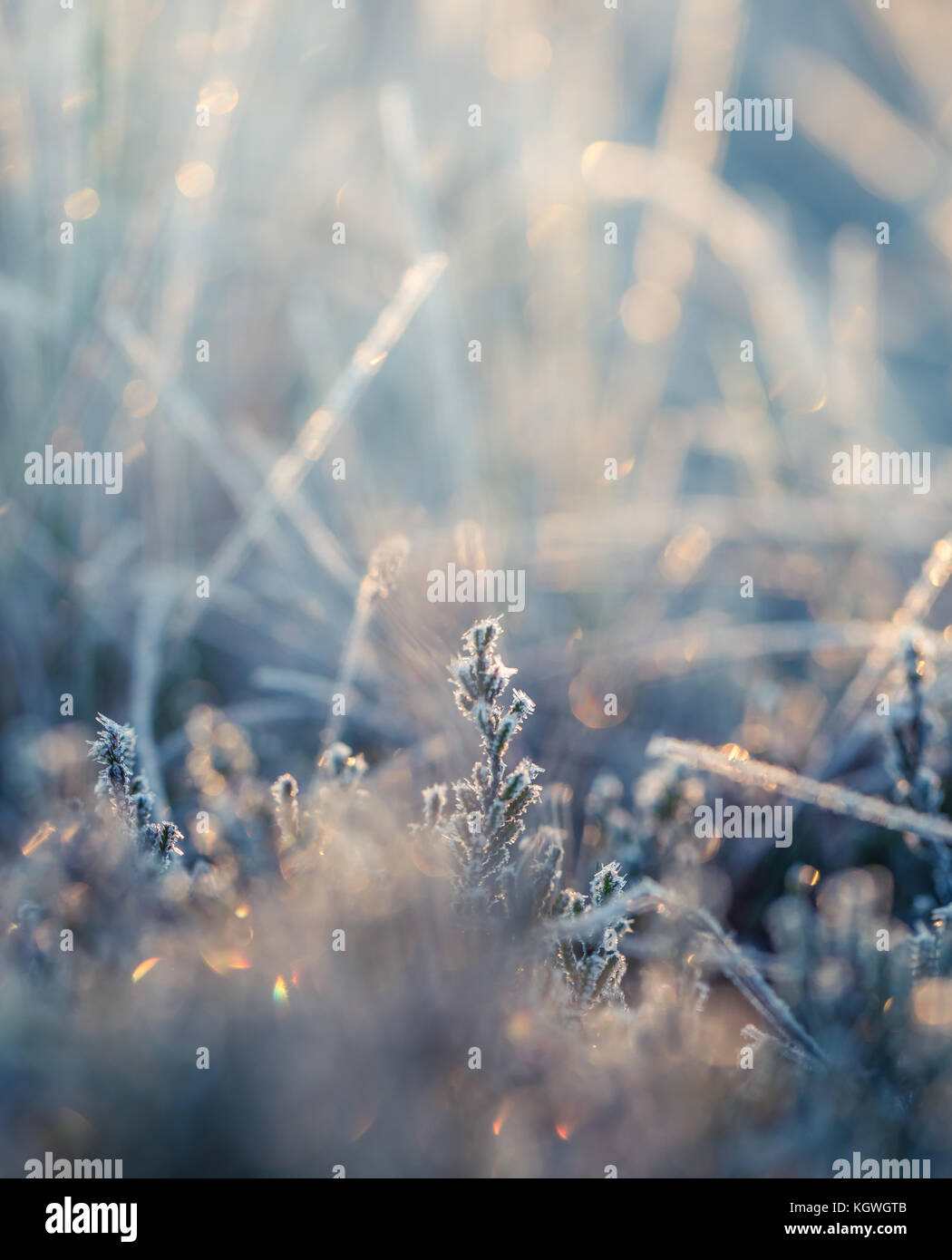 Ice heather frozen hi-res stock photography and images - Alamy