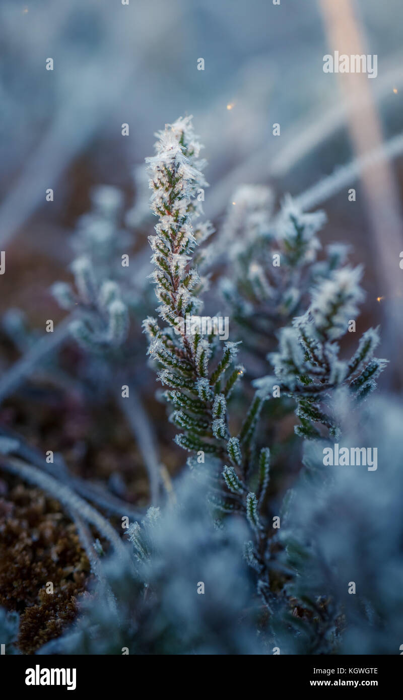 Swamp plant hi-res stock photography and images - Alamy