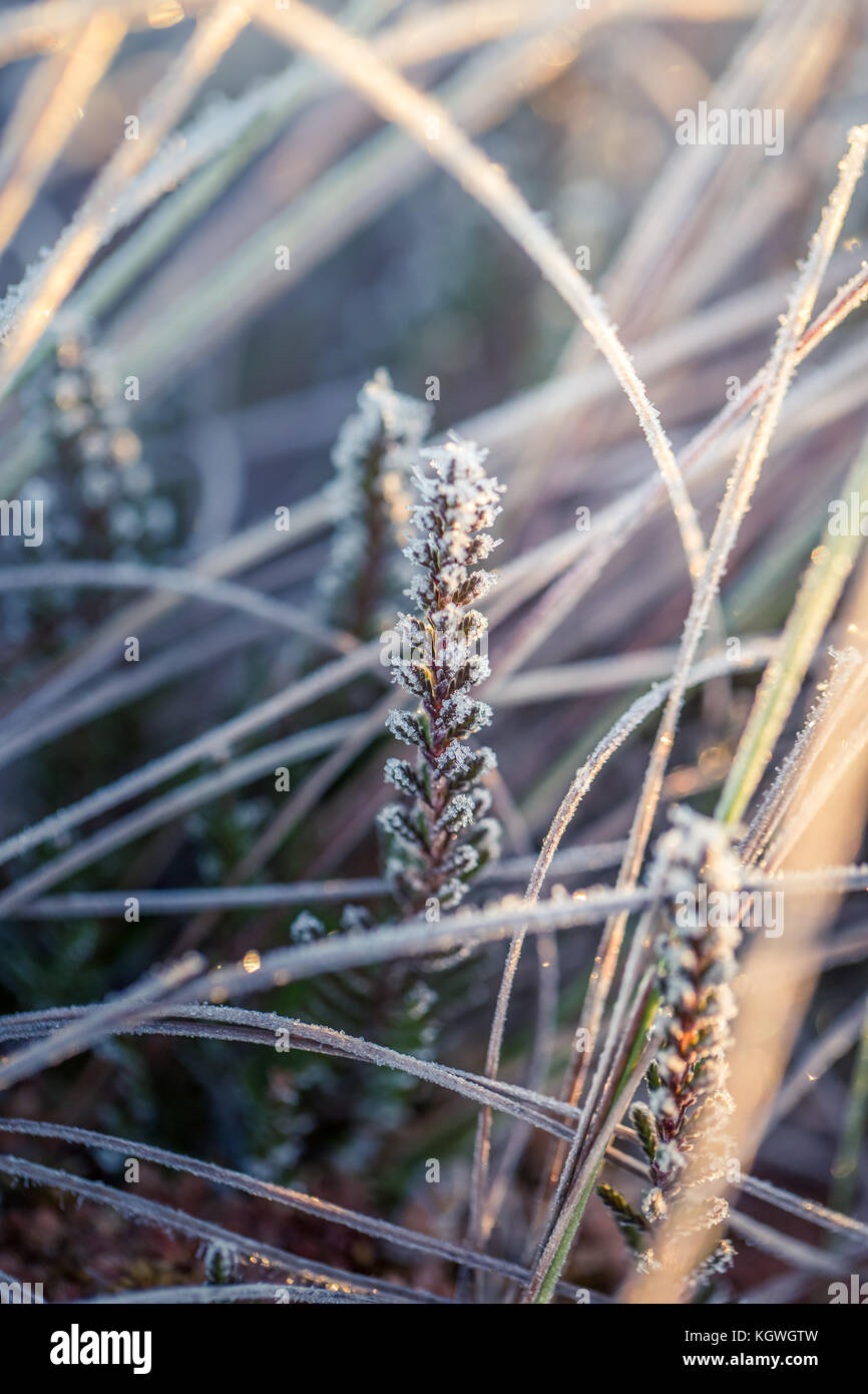 Swamp plant hi-res stock photography and images - Alamy