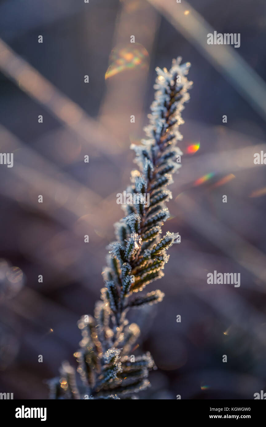 Small swamp hi-res stock photography and images - Alamy