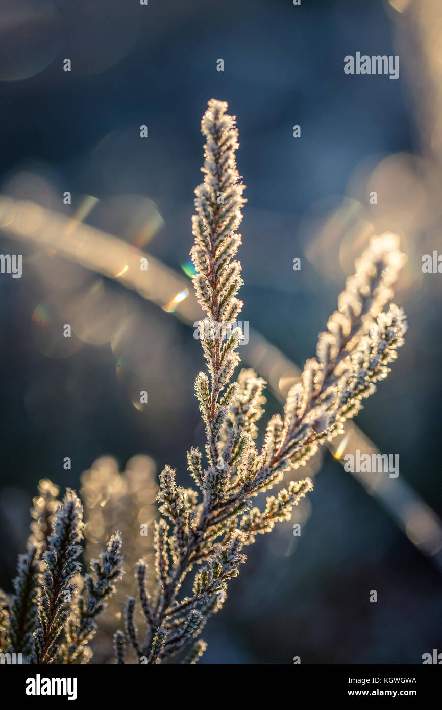 Swamp plant hi-res stock photography and images - Alamy