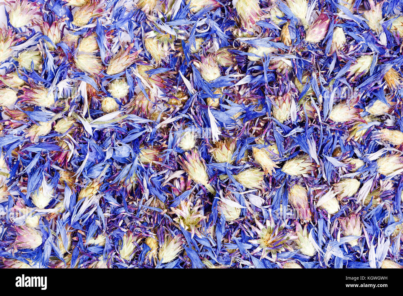 Knapweed dry leaves texture. Close-up photo Stock Photo - Alamy