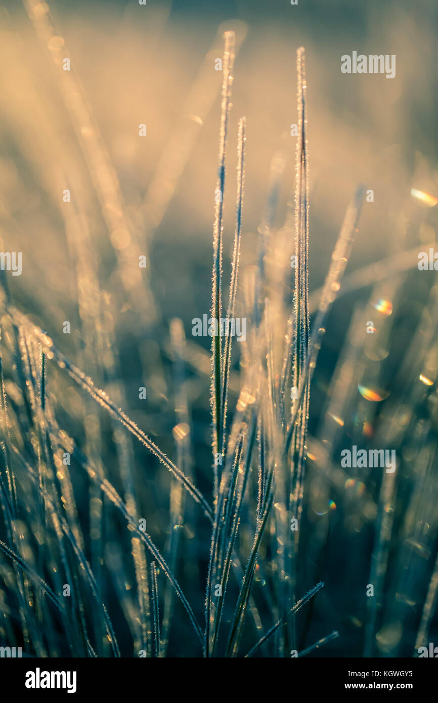 Icy grass hi-res stock photography and images - Alamy